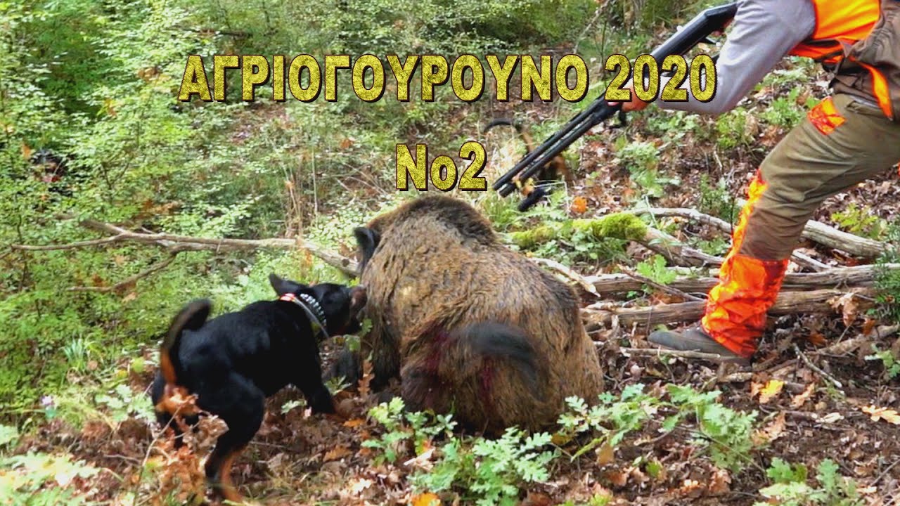 ΑΓΡΙΟΓΟΥΡΟΥΝΟ 2020 DVD Νο2 WILD BOAR 2020 DVD No2 (ΠΑΤΗΣΤΕ ΕΓΓΡΑΦΗ ...