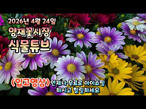 서울 양재꽃시장에 어떤 꽃들(분화) 판매하는지 함께 보러가시죠~  #양재꽃시장 #식물튜브 #식물아빠 #여광일