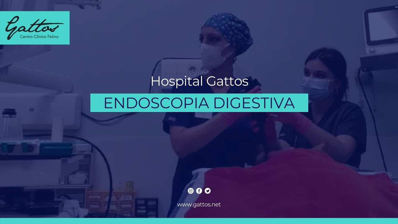 Endoscopia Digestiva Felina - YouTube