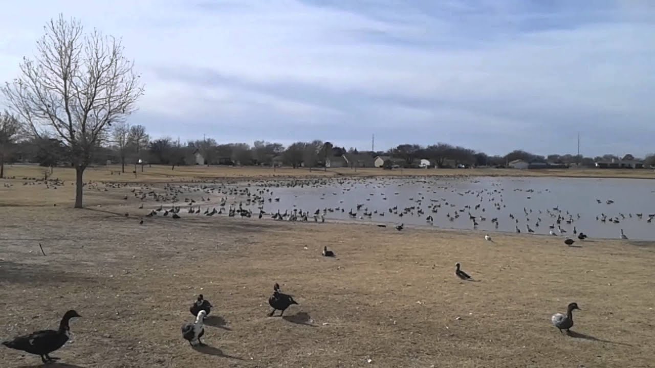 Canadian Geese Migrate Through Lubbock, Texas - YouTube