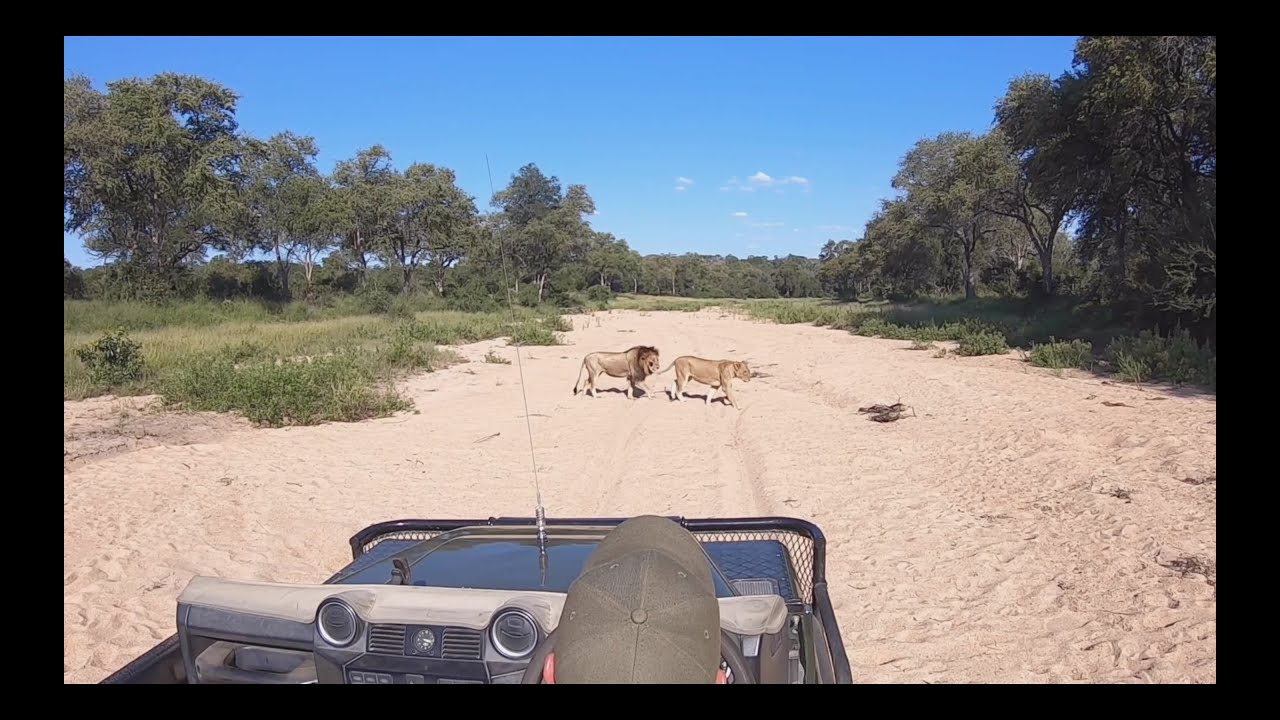 A slow and easy afternoon SAFARI - YouTube