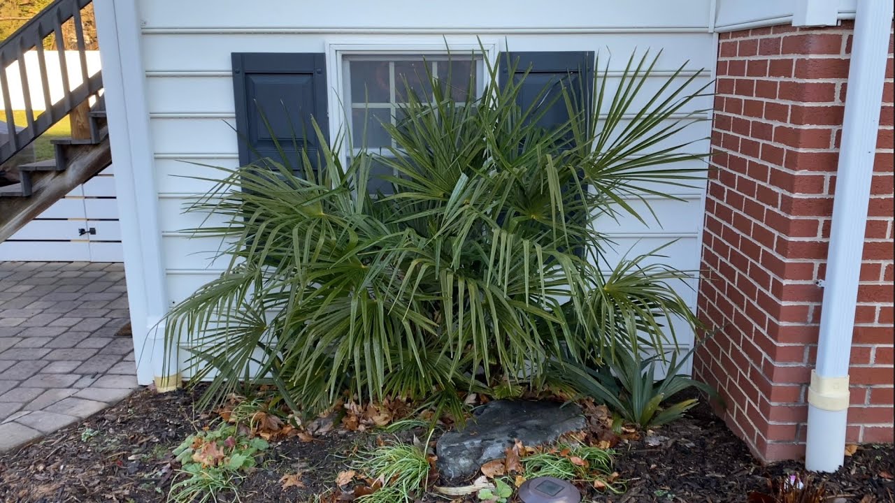 Hardy Windmill Palm Trees 3rd Year Time Lapse 2021 - YouTube