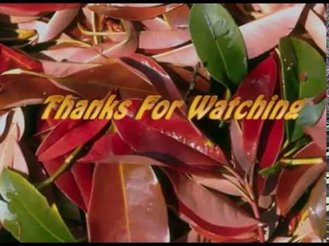 Pidiyari ( Abraham Malpan Memorial TTI & UPS ) - YouTube