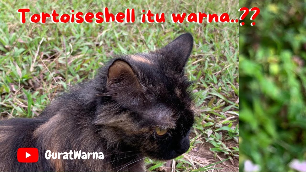 Kucing Tortie itu melankolis… | kucing melankolis | Tortie - YouTube