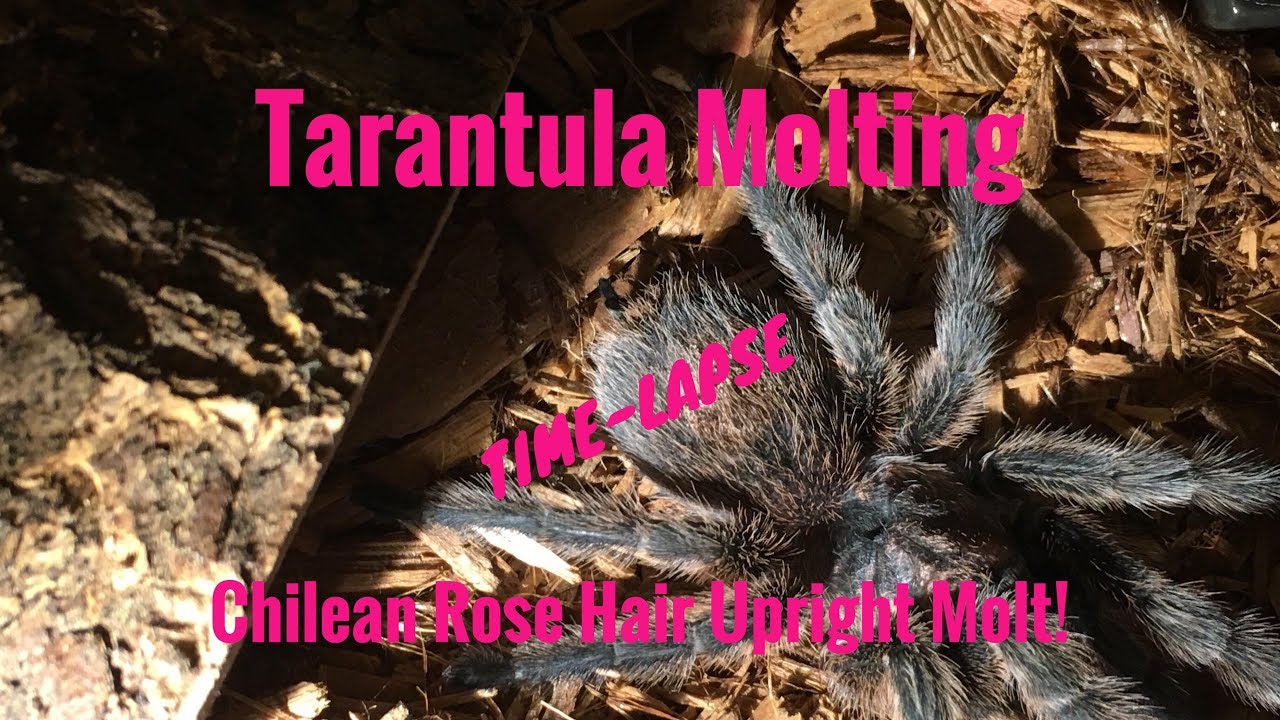 Tarantula Molting Upright - Full Version - YouTube
