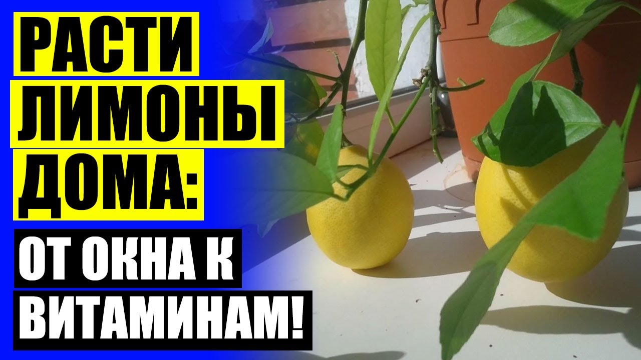 ⚠ Лимонное дерево купить в москве с доставкой 🎯 Купить взрослое лимонное дерево Youtube