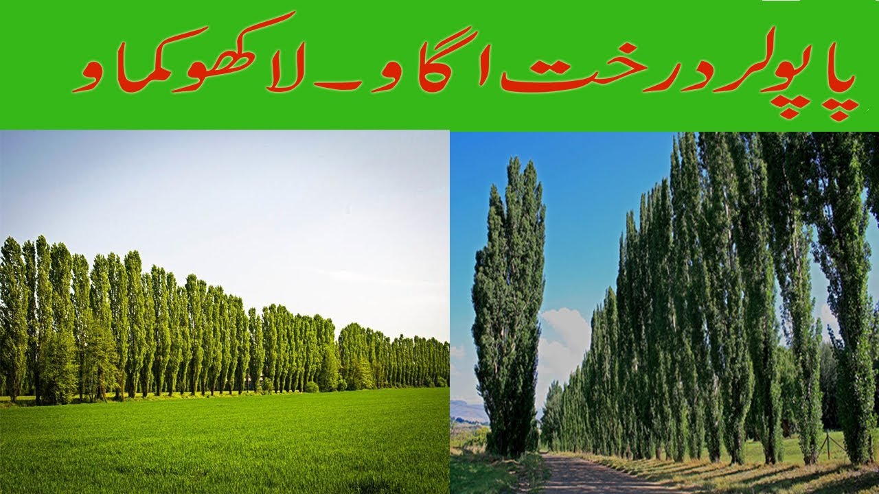 Poplar trees for income generation in rural areas of Pakistan - YouTube