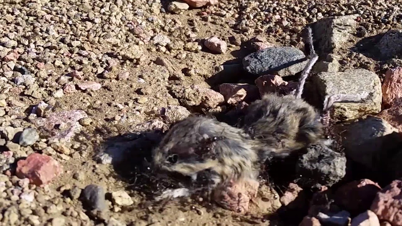 Ants vs. Mouse - Decompose Timelapse - YouTube