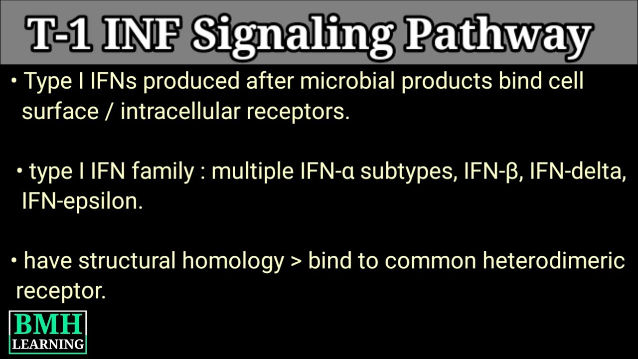 Type 1 Interferon Signaling Pathway | INF Signaling Pathway | What Are ...