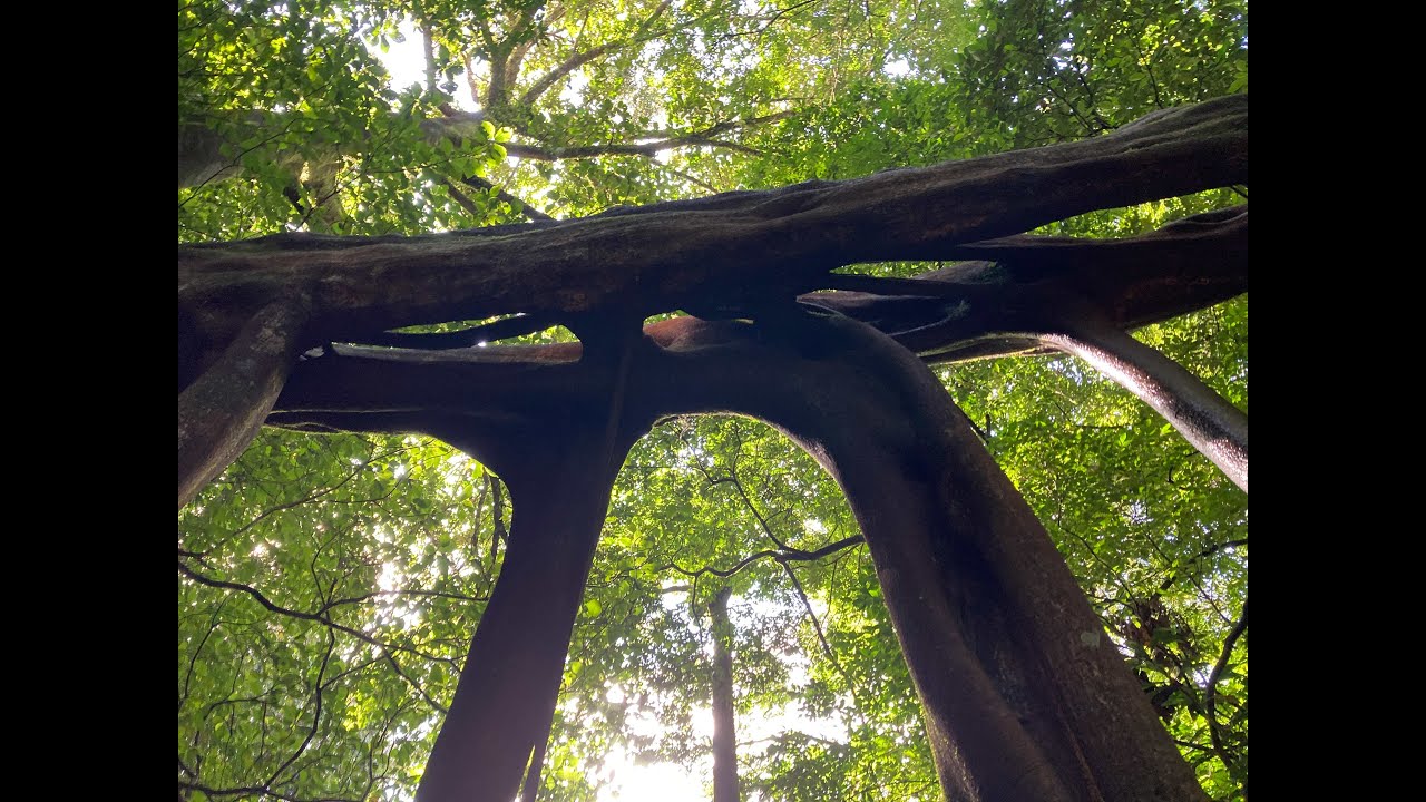 Ficus de la Raiz (Ficus bridge, Santa Elena) - YouTube