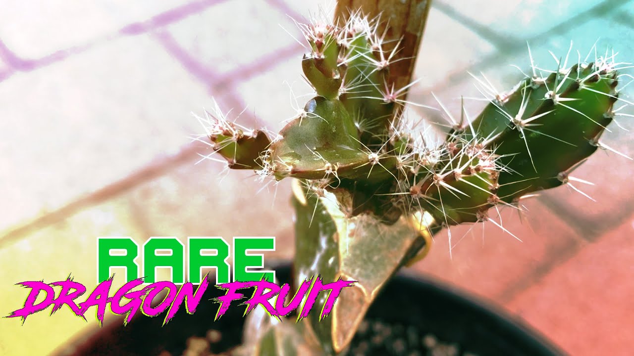 DRAGON FRUIT GRAFTING with Different Types of ROOT STALKs - YouTube