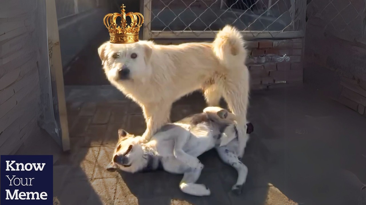 King Charles is The Definition Of Alpha Dog - YouTube