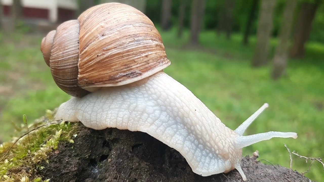 Cute Snails .Relaxing Nature Sounds !!! - YouTube