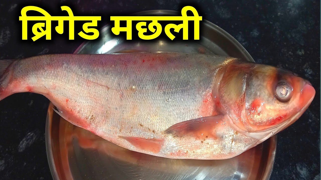गांव के तरीके से ब्रिगेड मछली बनाने की विधि बिहारी स्टाइल में ...