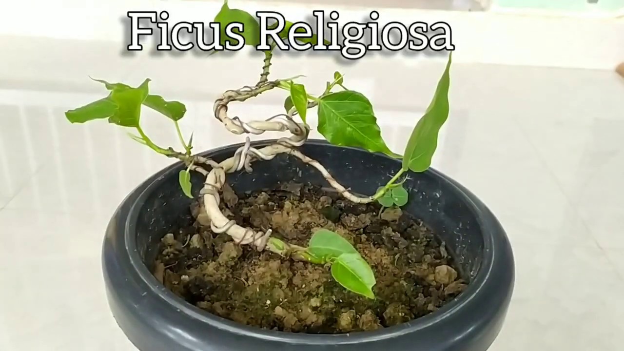 S-Shape Bonsai | Potting And Care Of Ficus Religiosa Bonsai With Update ...