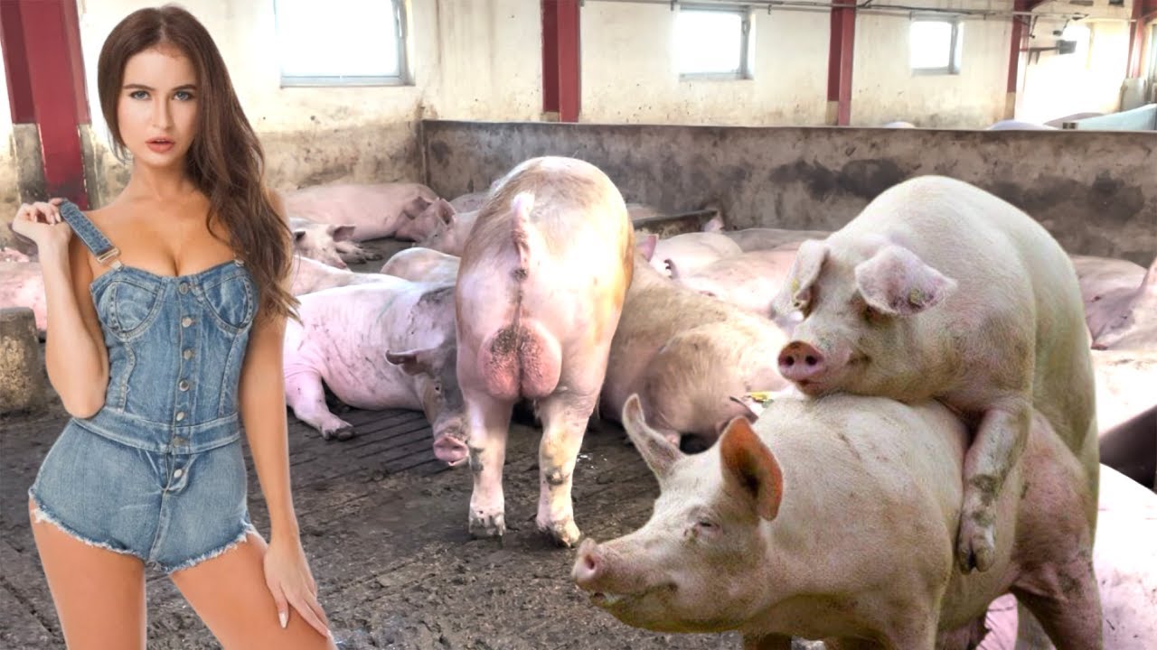 How to Keep Pigs Cool in Hot Weather - YouTube