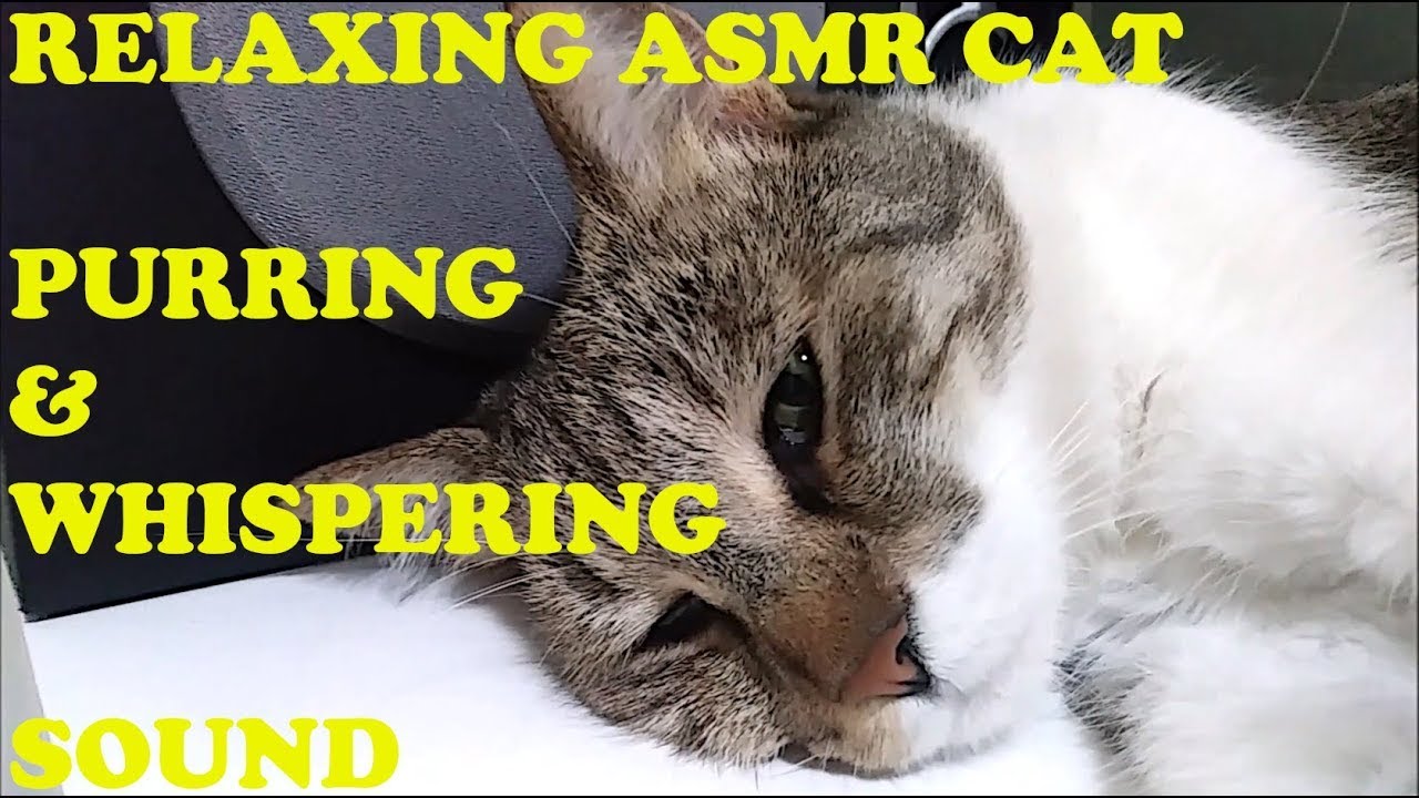 Asmr Cat Purring And Whispering Sound | 5 Minute For Your Relax - YouTube