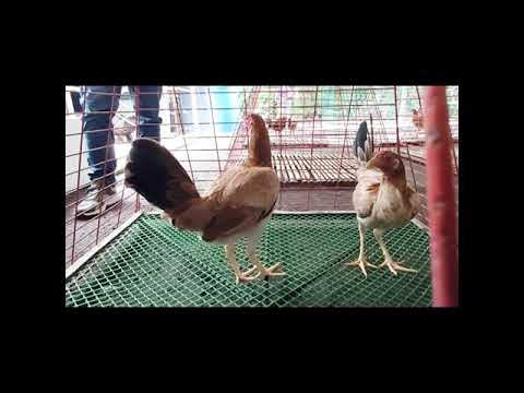 Perfection Roundhead Pullets Mt.Banahaw Gamefarm - YouTube