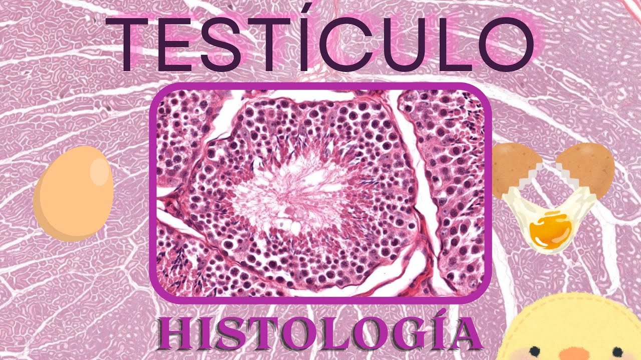 Histología Del Testículo Marcada