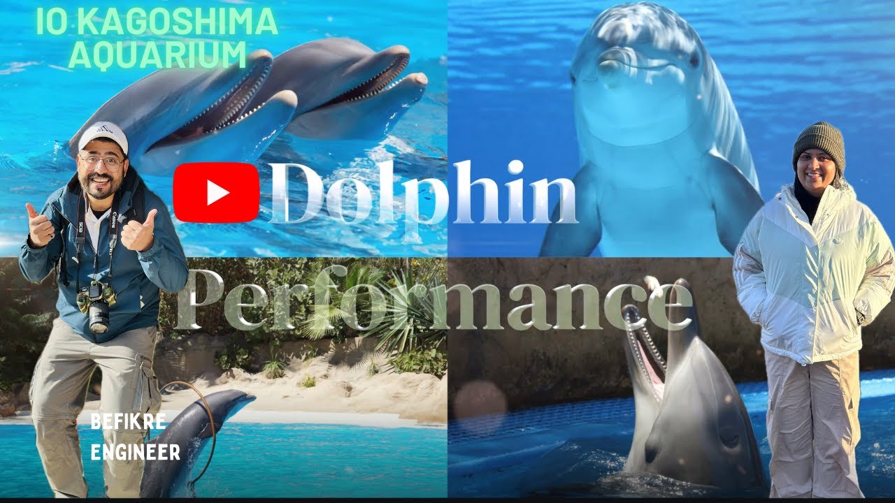 Japan: Dolphin Show in Kagoshima FULL VIDEO || Sea World's Dolphin Show Live || #japan #dolphin ...