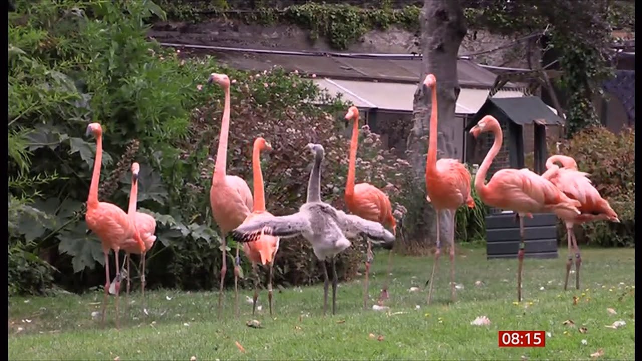 Search goes on for 'naughty teenager' flamingo missing from Hayle (fun ...