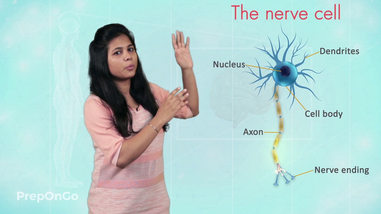 Control and Coordination - 2 | Control and Coordination in Humans ...