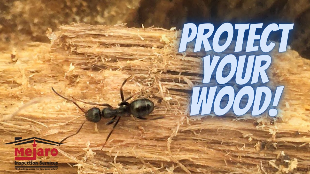 Carpenter Ants! - Inspections Today with Mejaro Inspection Services ...