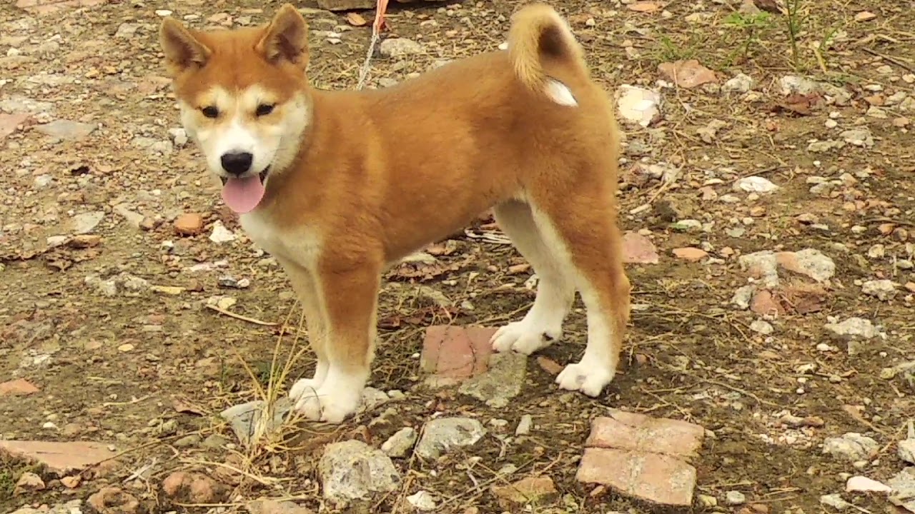 Chó dingo đông dương 2,5 tháng tuổi - YouTube