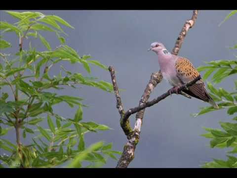 Dove Hunting in Pakistan - YouTube