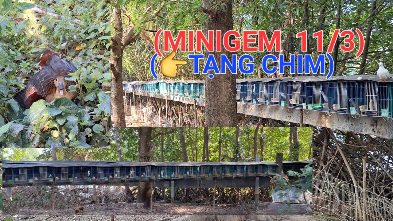 (TẶNG CHIM QUỐC ) thu hoạch chim lele sinh sản / 11/3 trại chim Thế ...