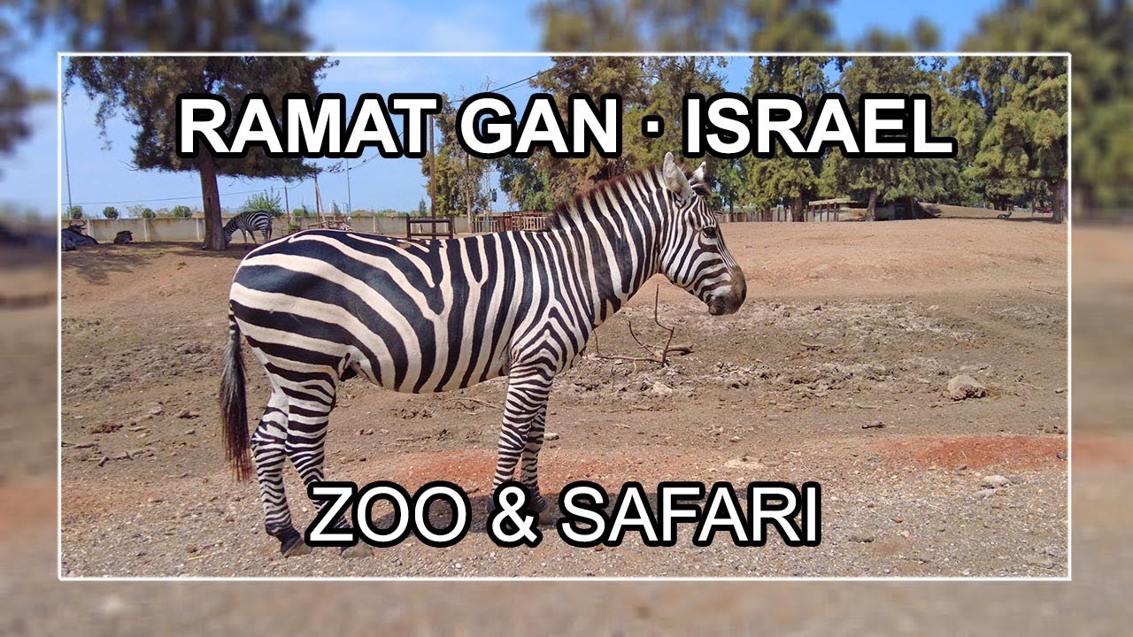🦁 Zoo & Safari 🐯 Ramat Gan 🙊 ISRAEL Virtual Tour - YouTube