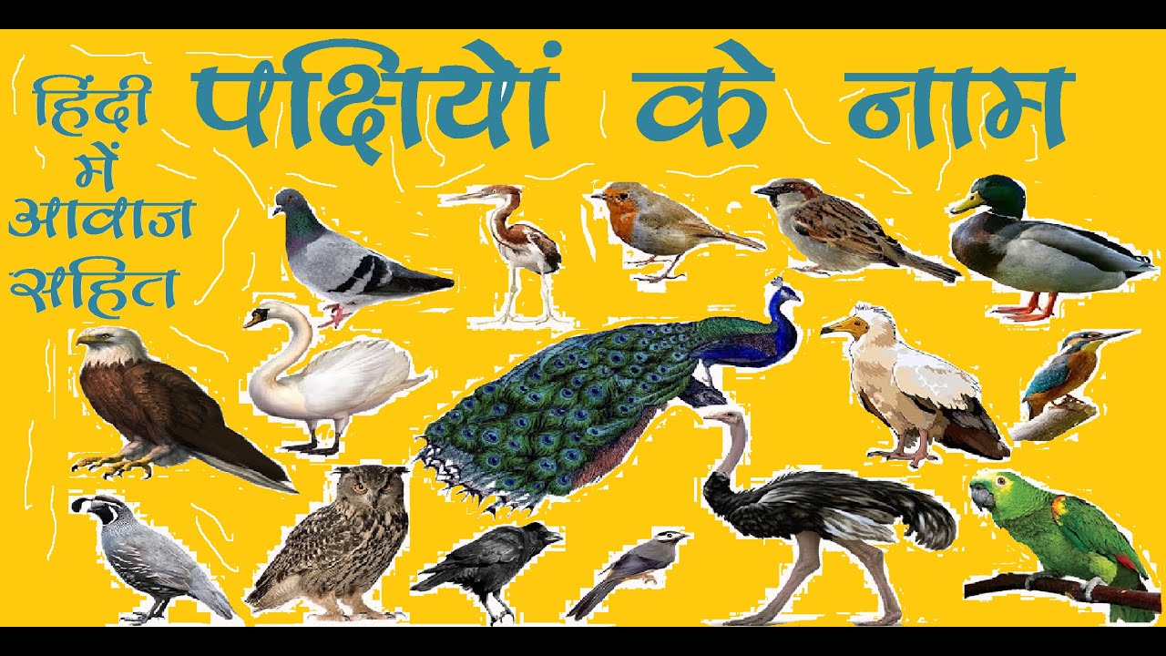 पक्षियों के नाम आवाज के साथ |BIRDS NAME IN HINDI WITH SOUND ||LKG|UKG ...