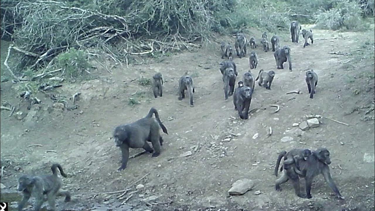 Baboon Troop On The Move Youtube