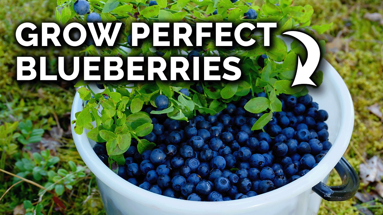 Grow Blueberries In Containers The RIGHT Way YouTube Grow Blueberries In Containers The RIGHT Way YouTube
