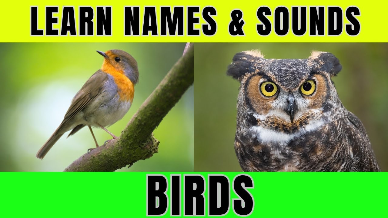 Learn Bird Names and Sounds 🌟|| Fun Educational Song for Children - YouTube