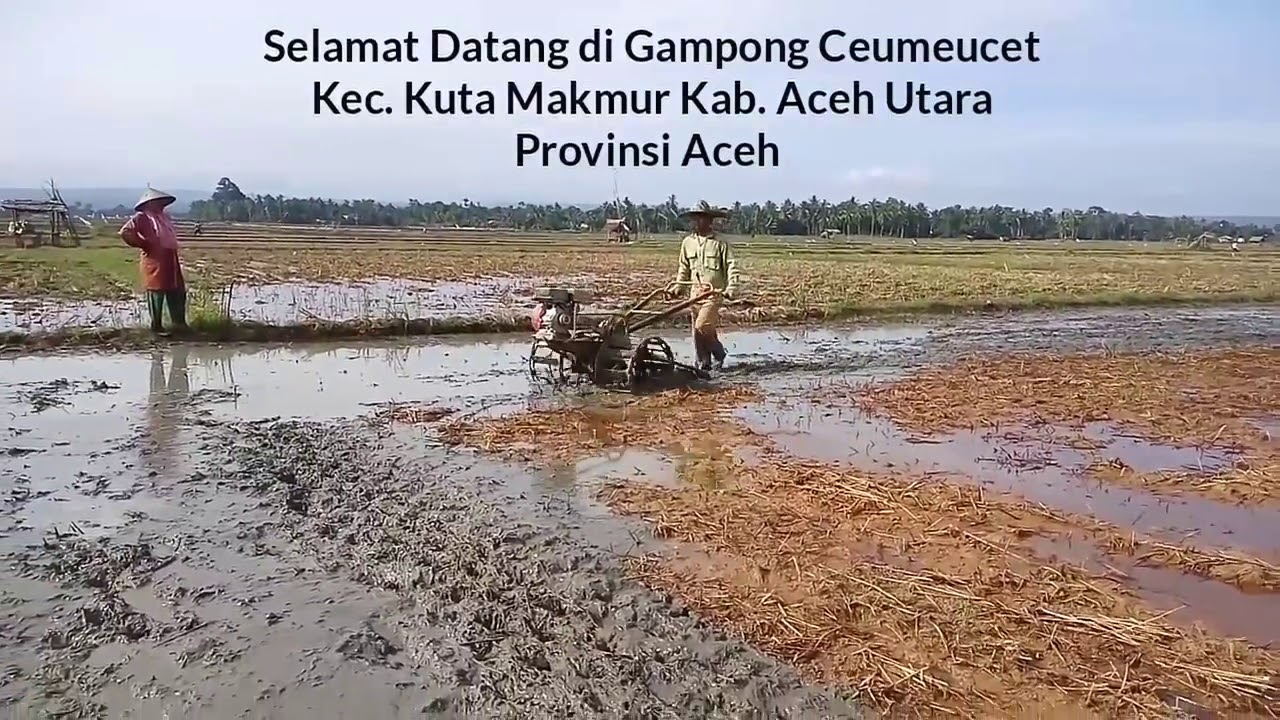 Cara Praktis Pengolahan Tanah Sawah Siap Tanam Padi - YouTube