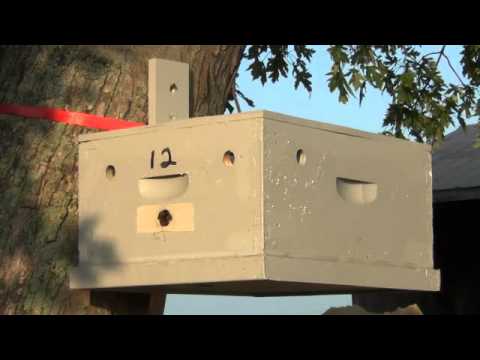 Swarm Trap ~ My DIY Bait Hive - YouTube