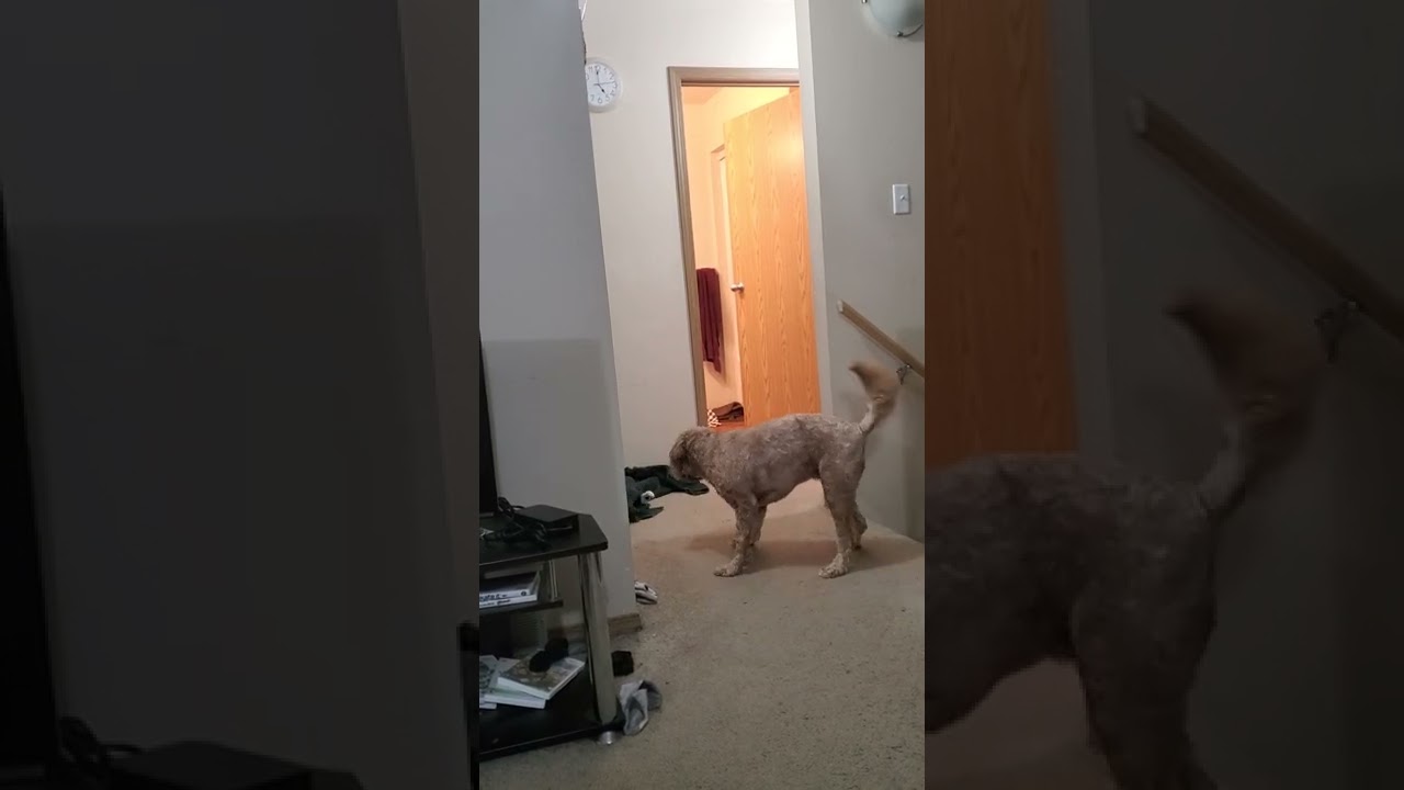 Ruby and Kai - hide and seek - YouTube