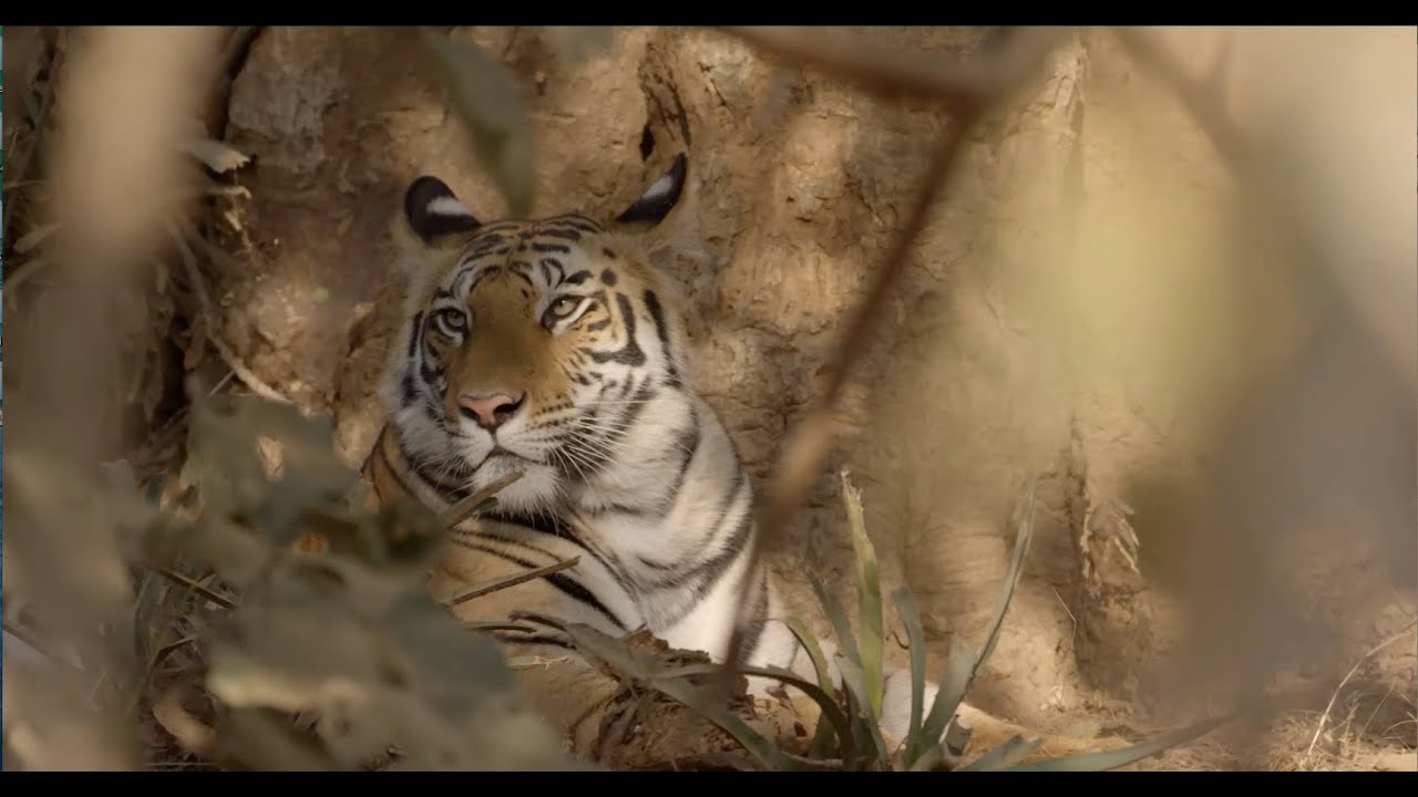 WORLD TIGER DAY/ Counting Tigers - OFFICIAL Trailer - YouTube
