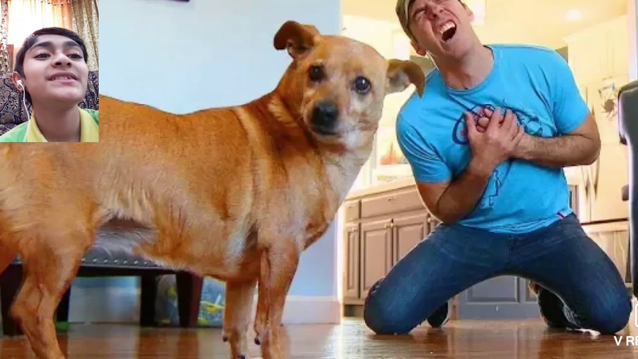 Reacting to a fake death in front of a dog - YouTube