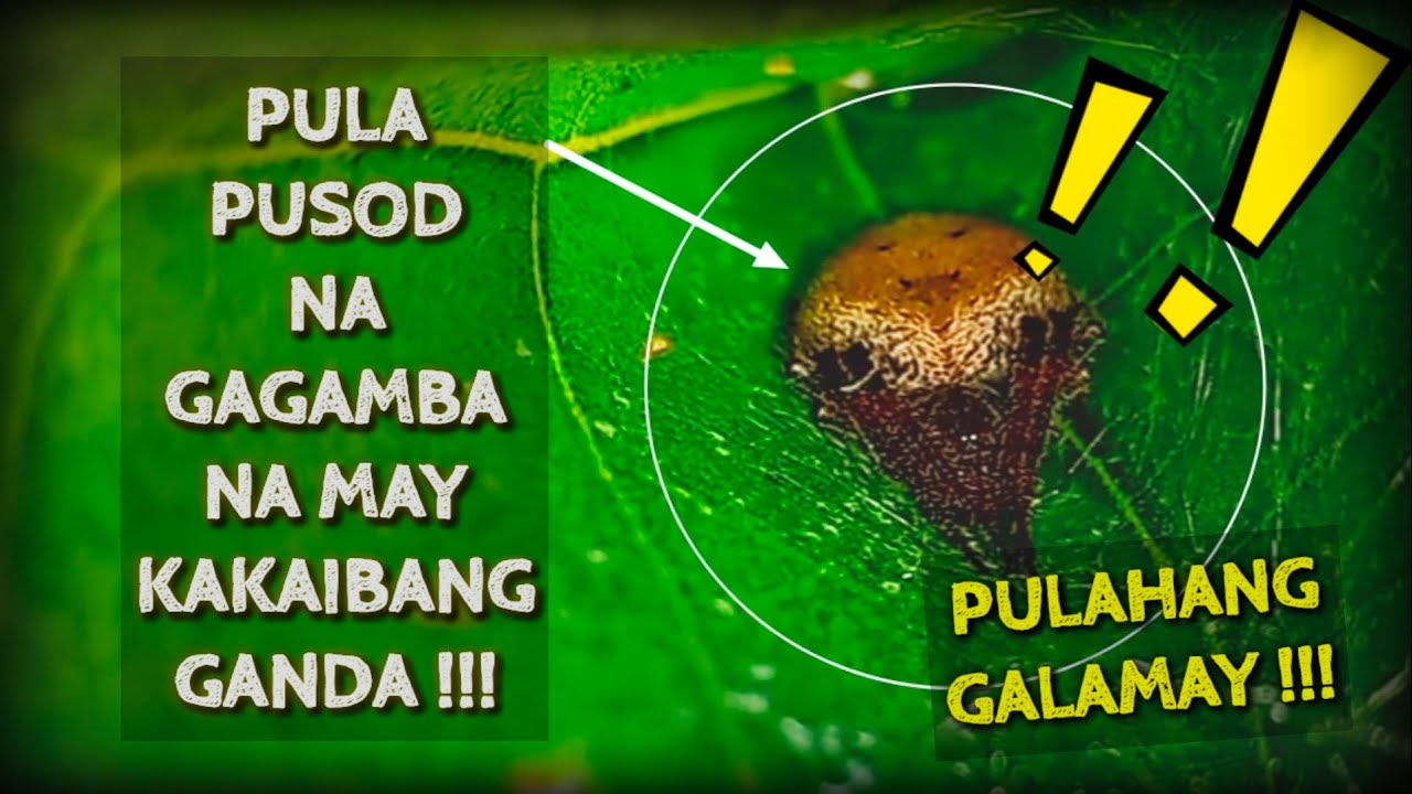 PULA PUSOD NA GAGAMBA NA MAY KAKAIBANG GANDA !!! - YouTube