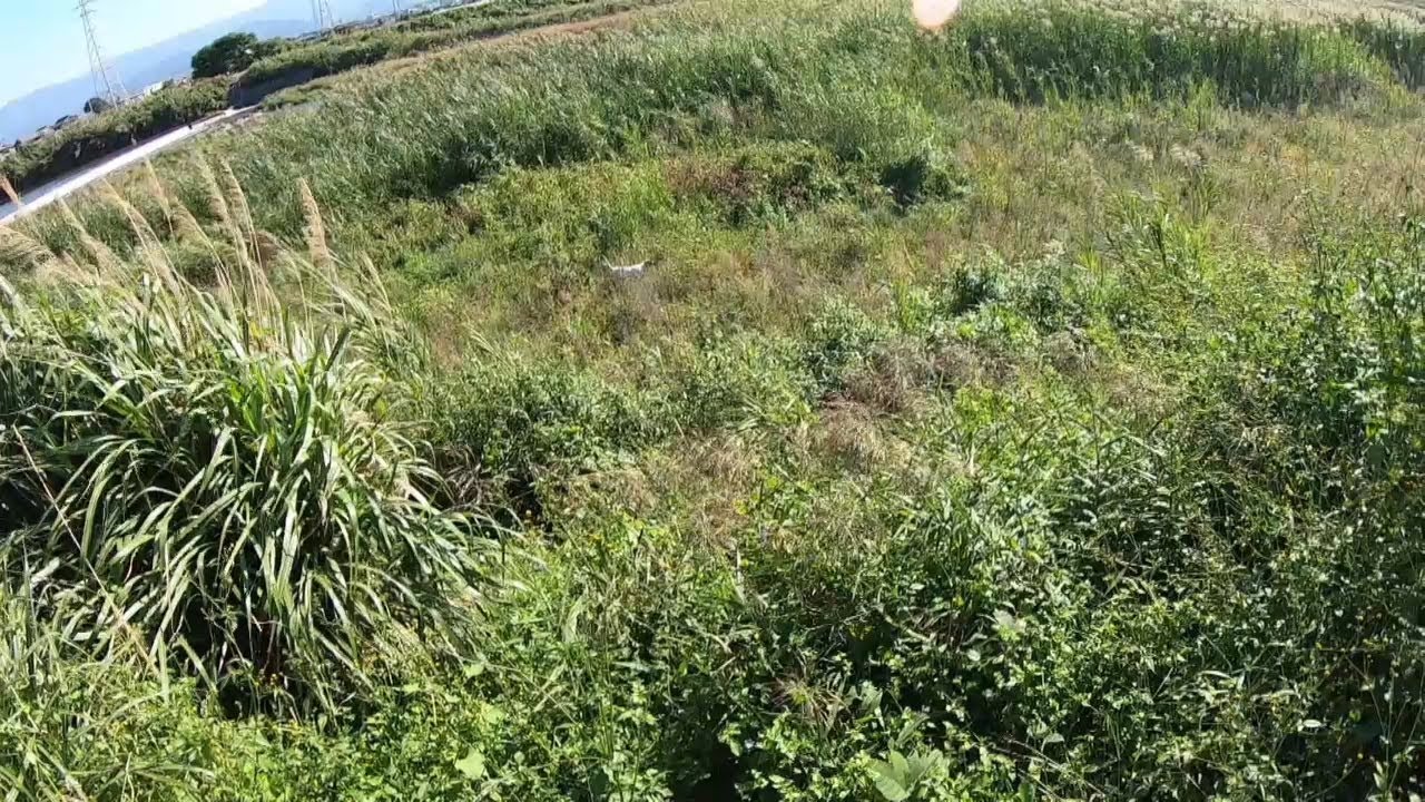 ELHEW POINTER - YouTube