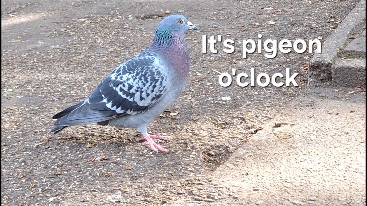 It's pigeon o'clock: observing the beautiful, competitive and ...