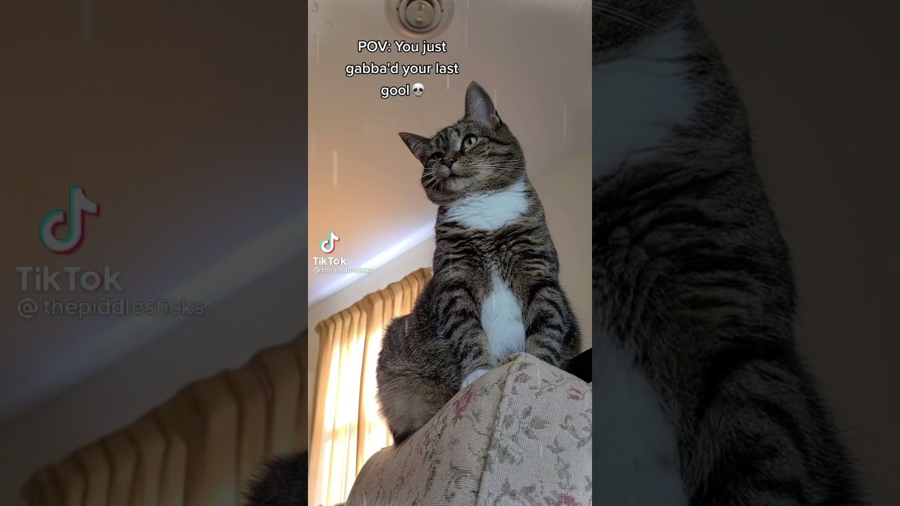 gabagool cat 🥺😂 - YouTube