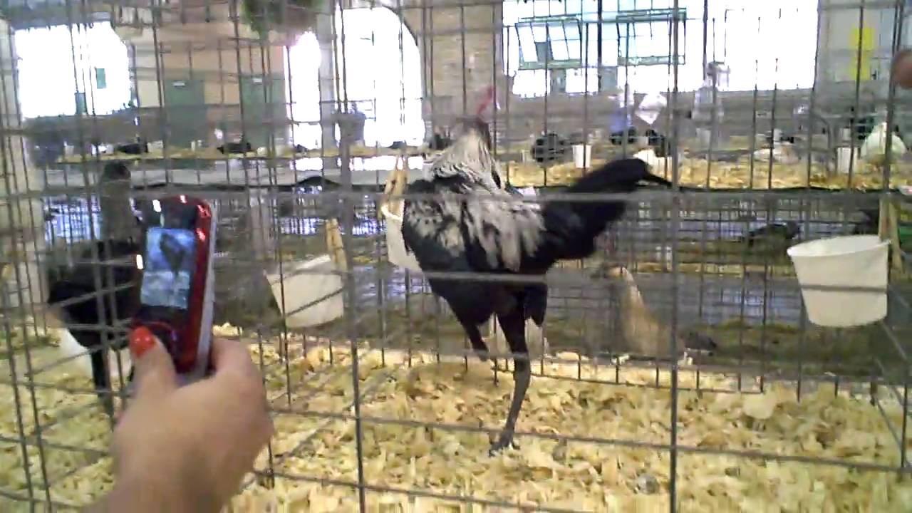 Rooster Long Legs - YouTube