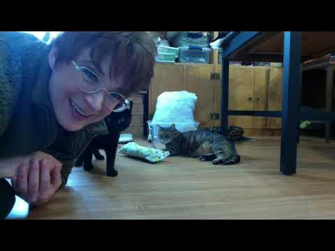 Cats Pouncing Catnip Sock - YouTube