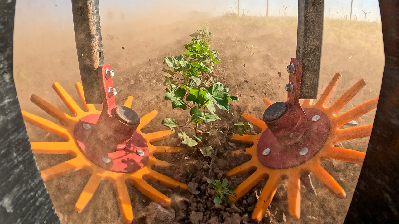 Organic Cotton Farmer Reveals The Key To Reducing Hand Hoeing On 3,600 ...