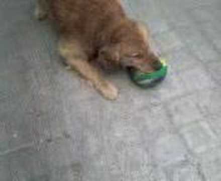 Mi estupido perro amarillo juega con su estupida pelota - YouTube