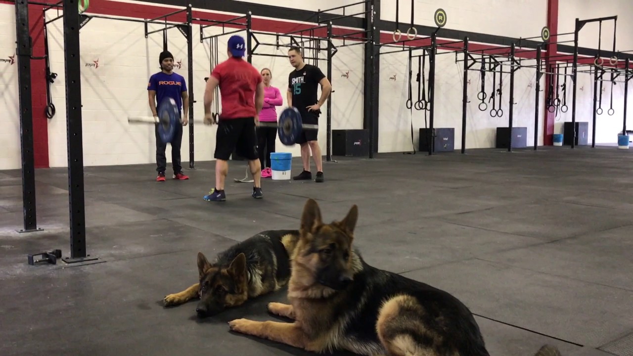 Do You Even CrossFit, Bro? If Your Dog Was Trained By OLK9, They Would ...