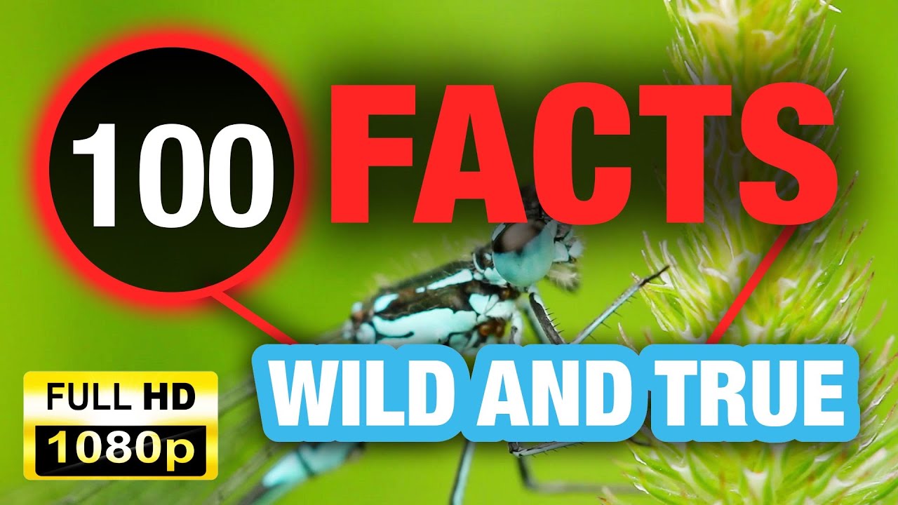 100 Fun Facts That Will Keep You Entertained for Hours! - YouTube